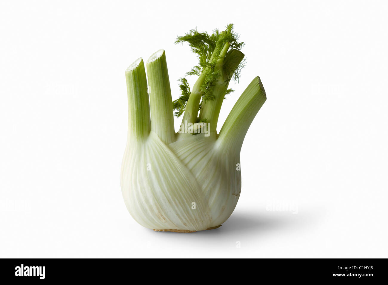 Fennel backdrop hi-res stock photography and images - Alamy