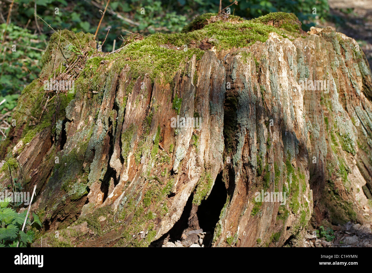Moss covered rotting tree stump Stock Photo - Alamy