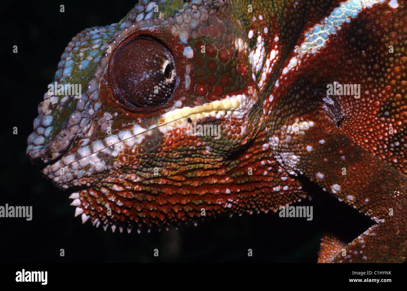 Portrait of a male Panther Chameleon, Furcifer pardalis, Madagascar ...