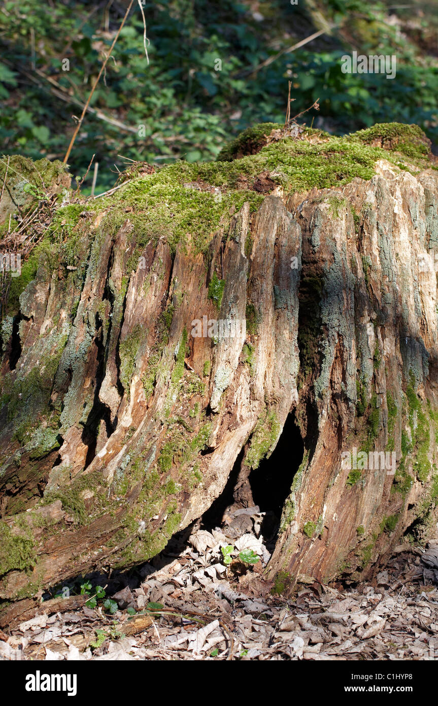 Moss covered rotting tree stump Stock Photo - Alamy