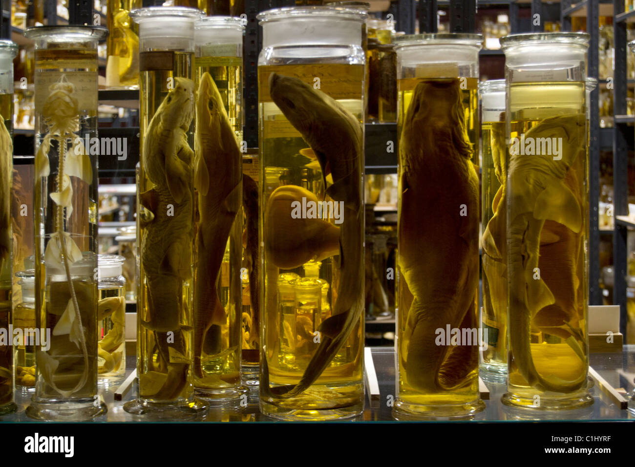 Specimen jars museum of hi-res stock photography and images - Alamy