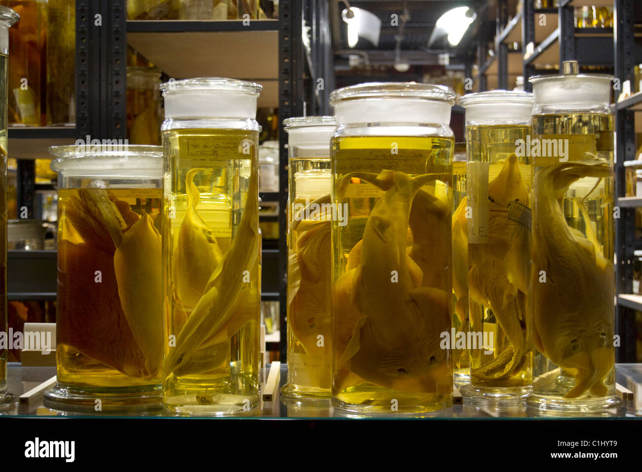 Specimen jars museum of hi-res stock photography and images - Alamy