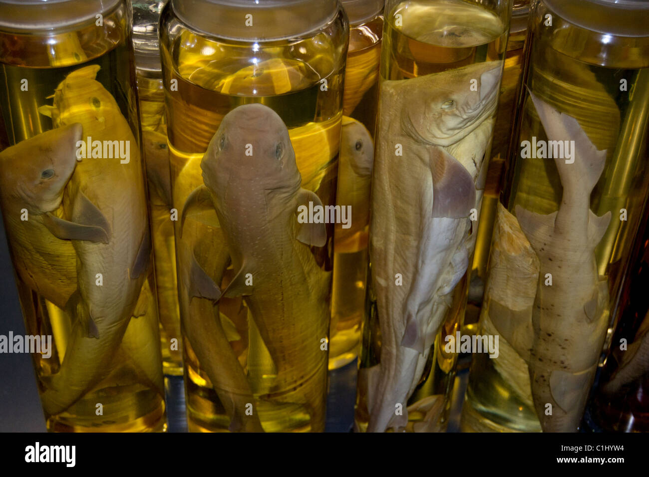 fish specimen preserved in jars Stock Photo - Alamy
