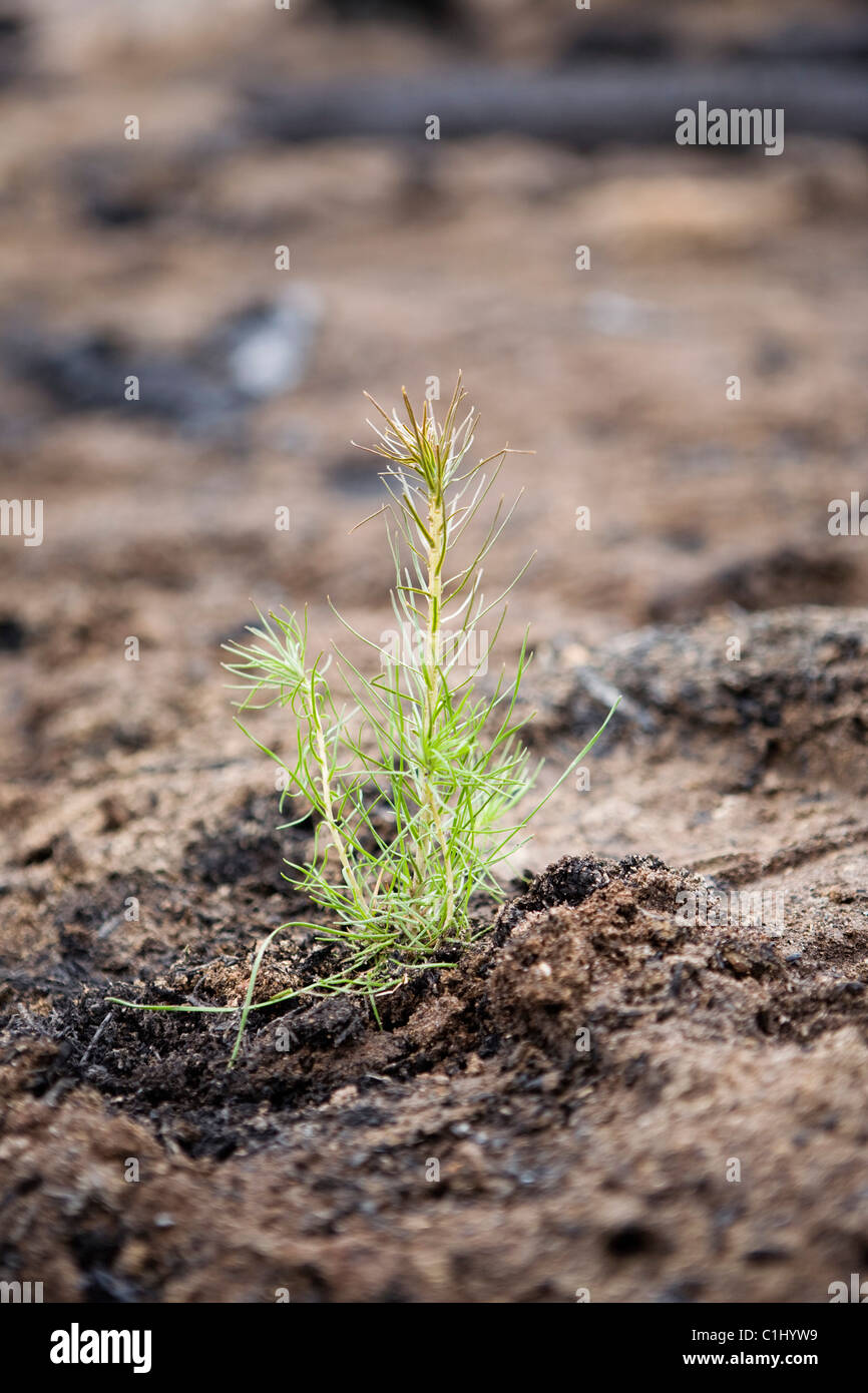 Canada tree seedling hi-res stock photography and images - Alamy
