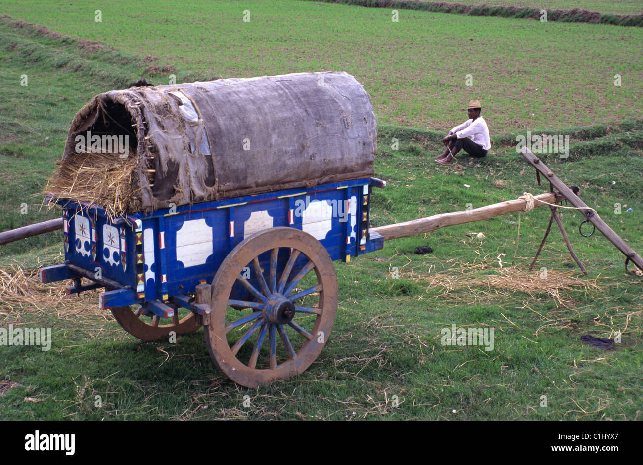 Blue Painted Wooden Zebu Cart loaded with Hay and Malagasy Peasant ...