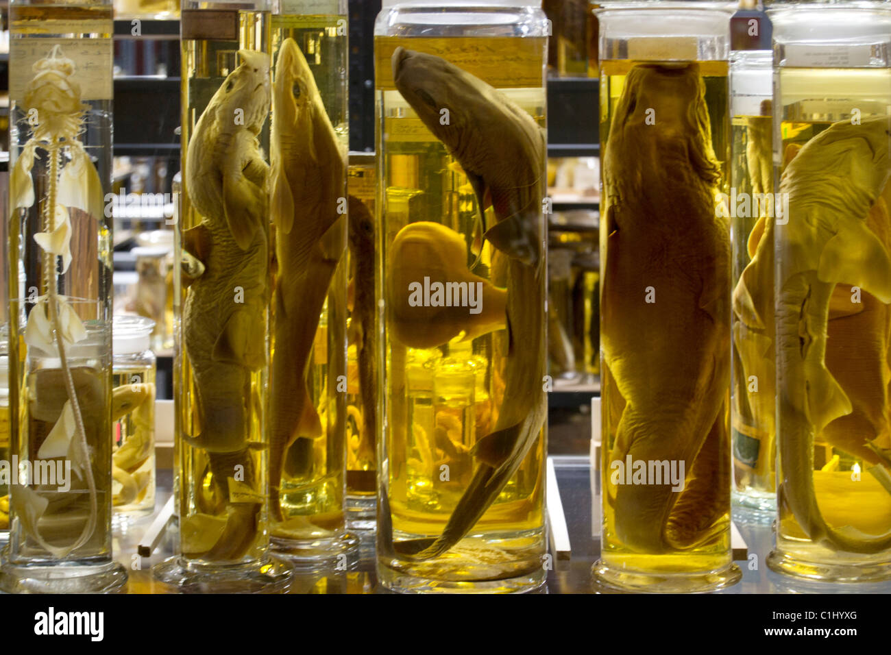 Specimen jars museum of hi-res stock photography and images - Alamy
