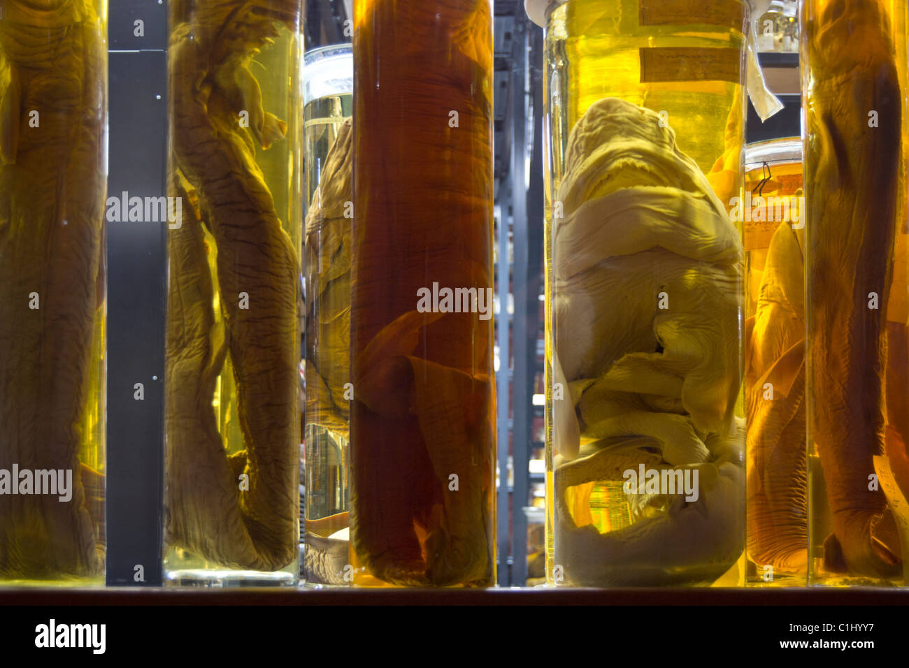Specimen jars museum of hi-res stock photography and images - Alamy