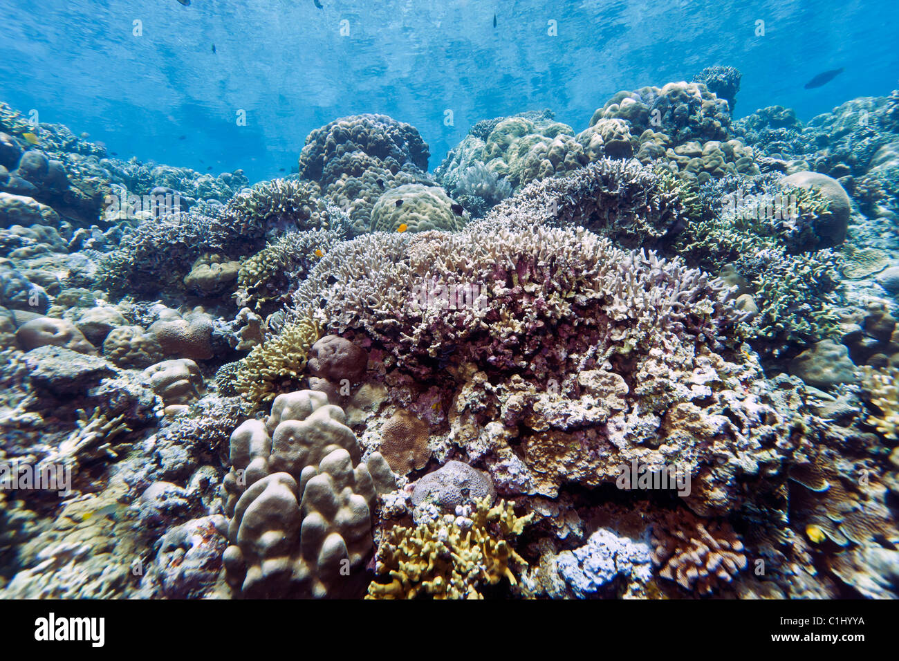 Shallow reefs off hi-res stock photography and images - Alamy