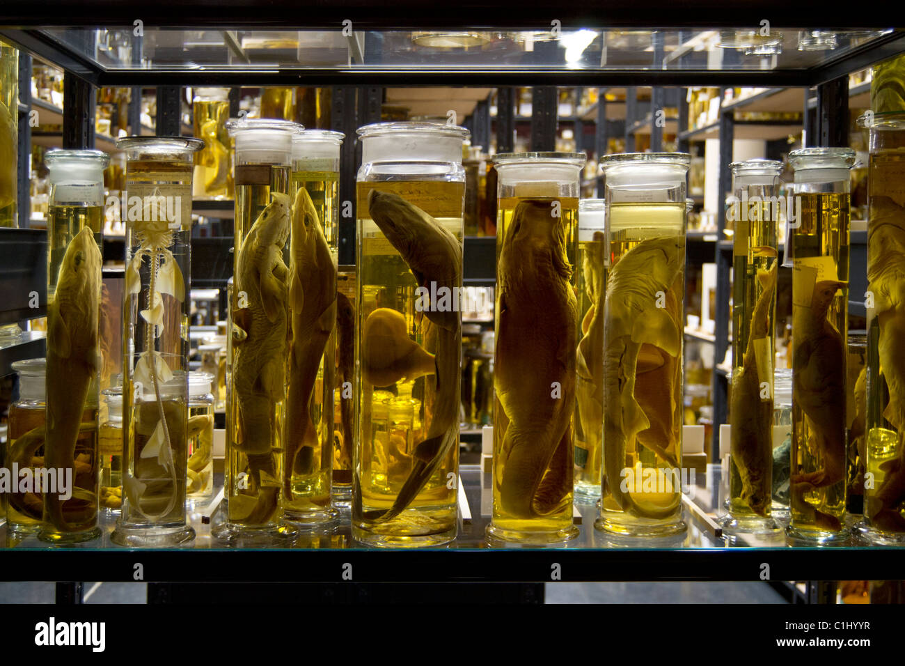 Specimen jars museum of hi-res stock photography and images - Alamy