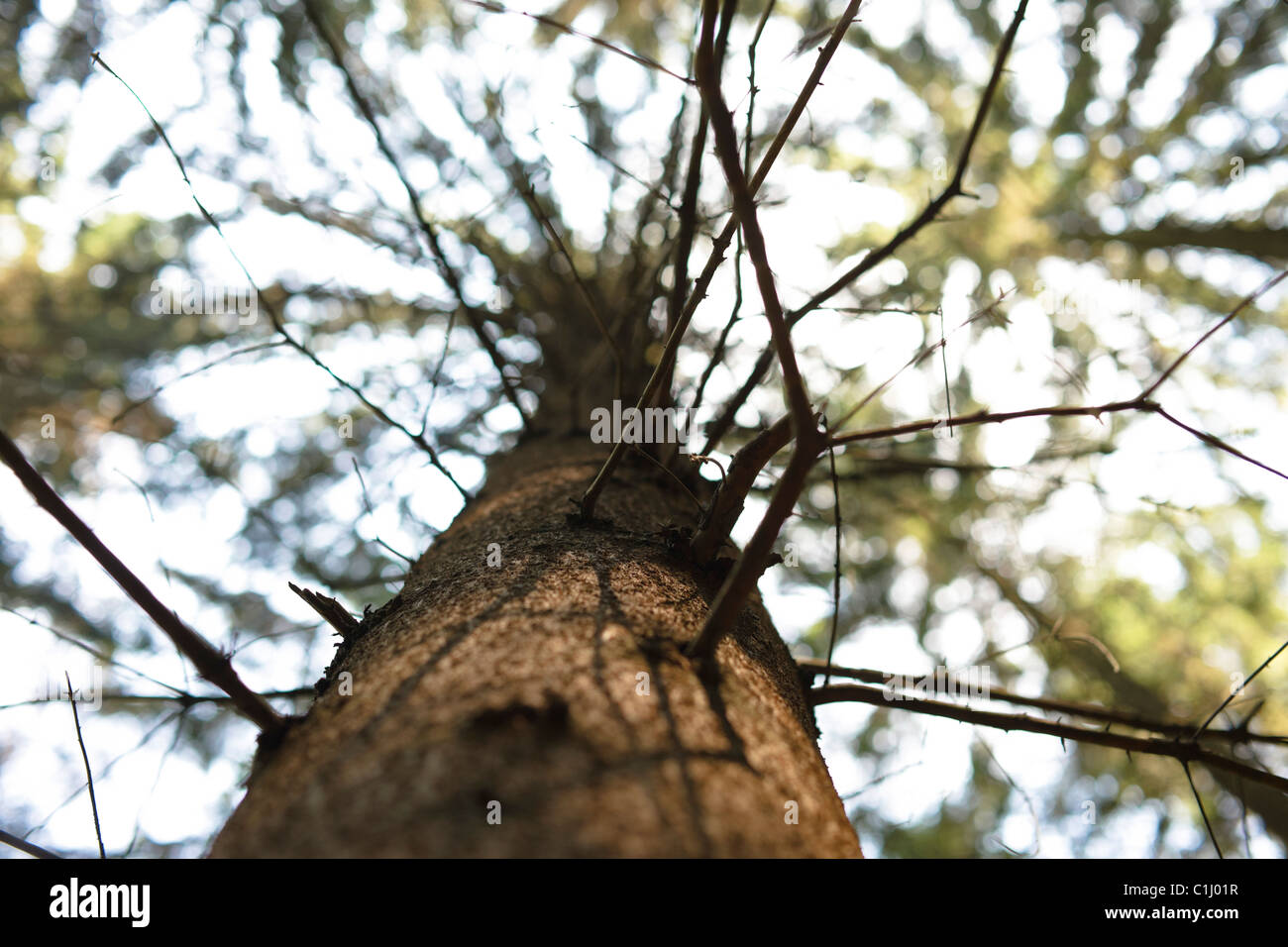 Looking up at Trunk of Pine Tree Stock Photo - Alamy