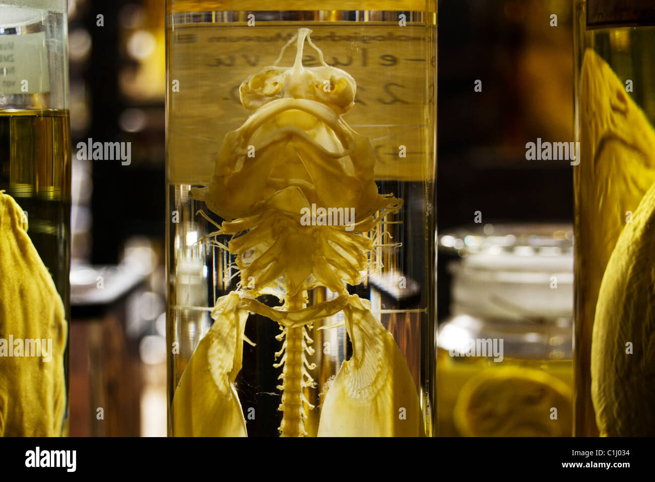 Specimen jars museum of hi-res stock photography and images - Alamy