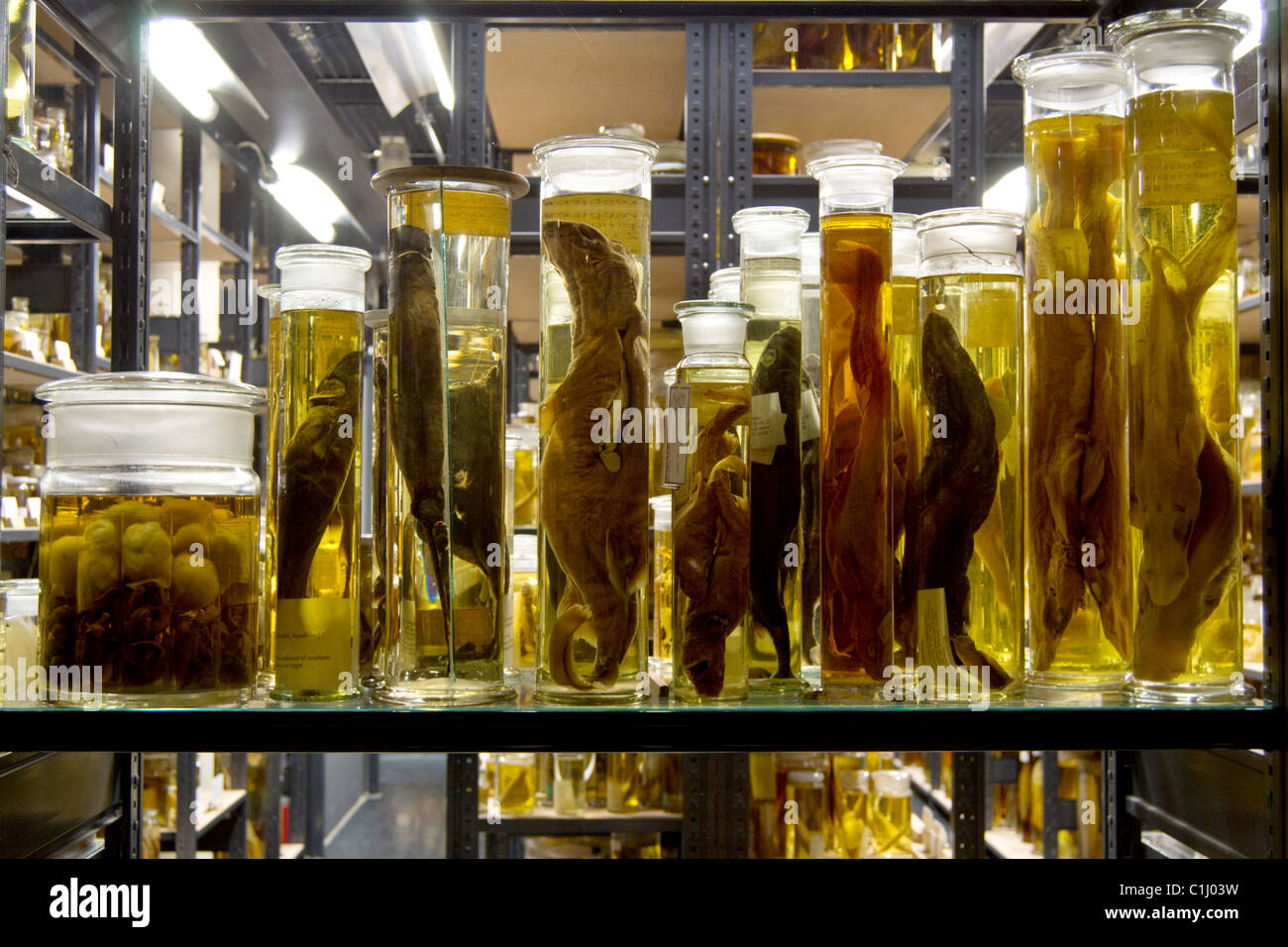 Specimen jars museum of hi-res stock photography and images - Alamy