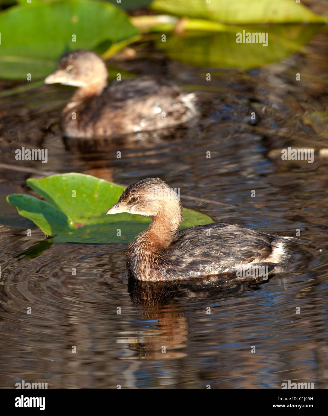 Grebe in flight hi-res stock photography and images - Alamy