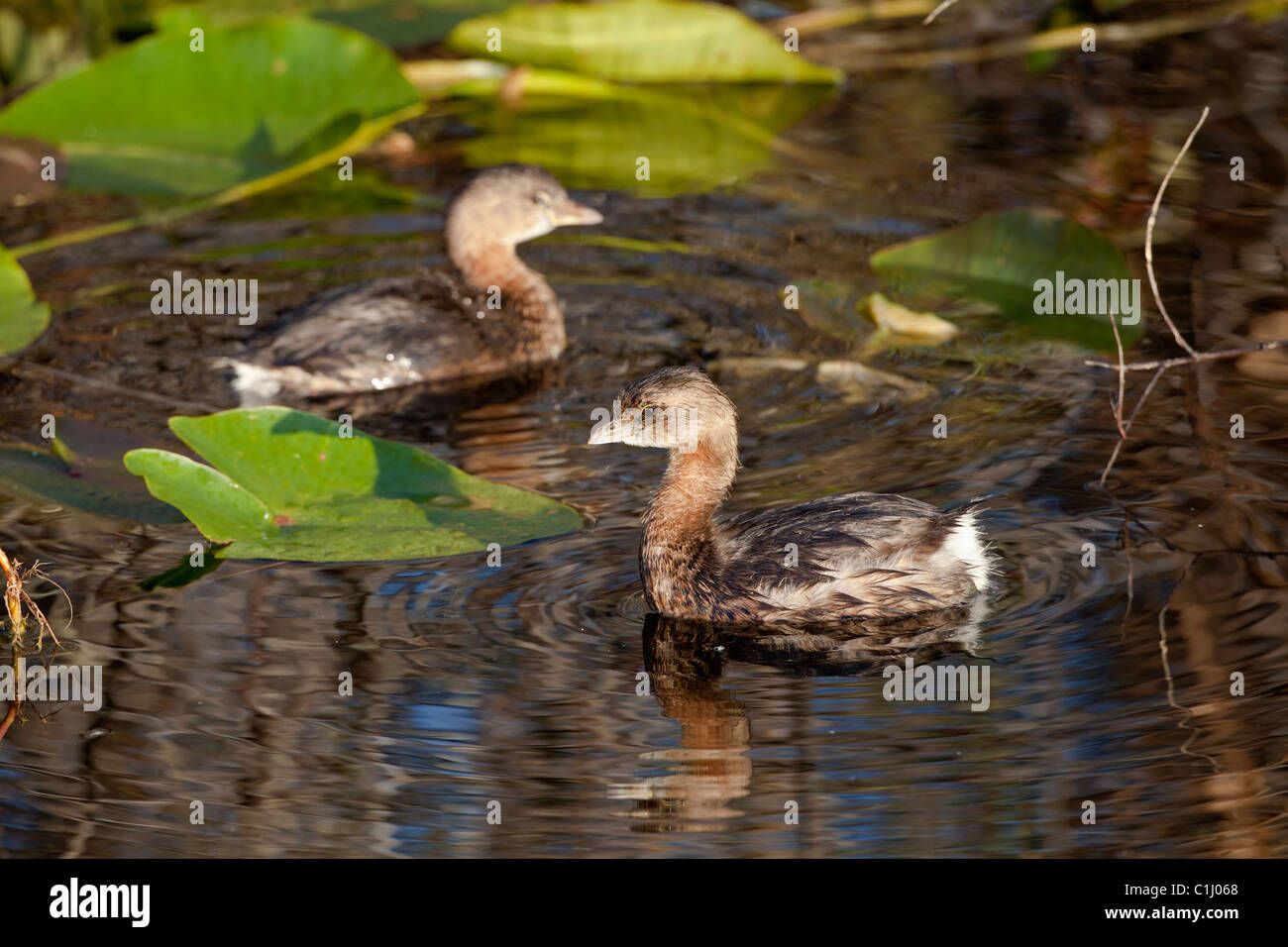 Grebe in flight hi-res stock photography and images - Alamy