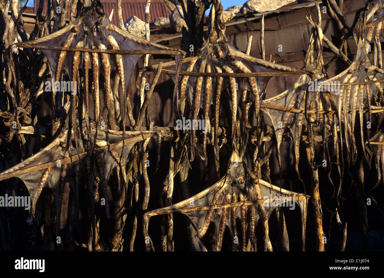 Octopuses drying hi-res stock photography and images - Alamy