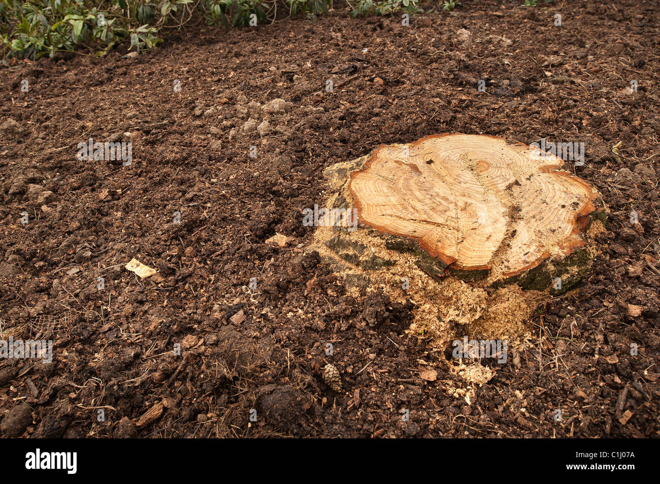 newly felled timber pine spp in a garden border Stock Photo - Alamy