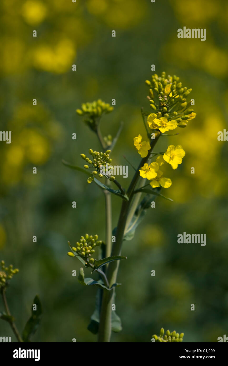 Growth colza oilseed hi-res stock photography and images - Alamy