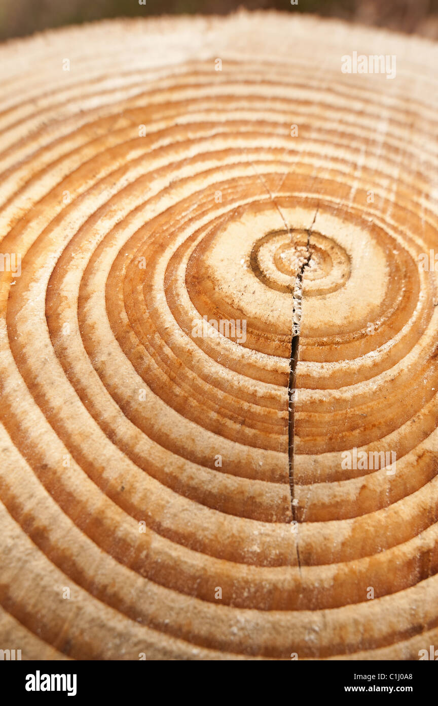 Tree ring analysis hi-res stock photography and images - Alamy