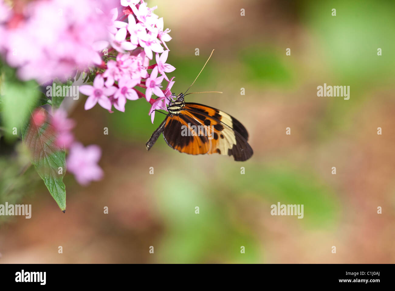 Heliconius butterfly on leaf in garden Stock Photo - Alamy