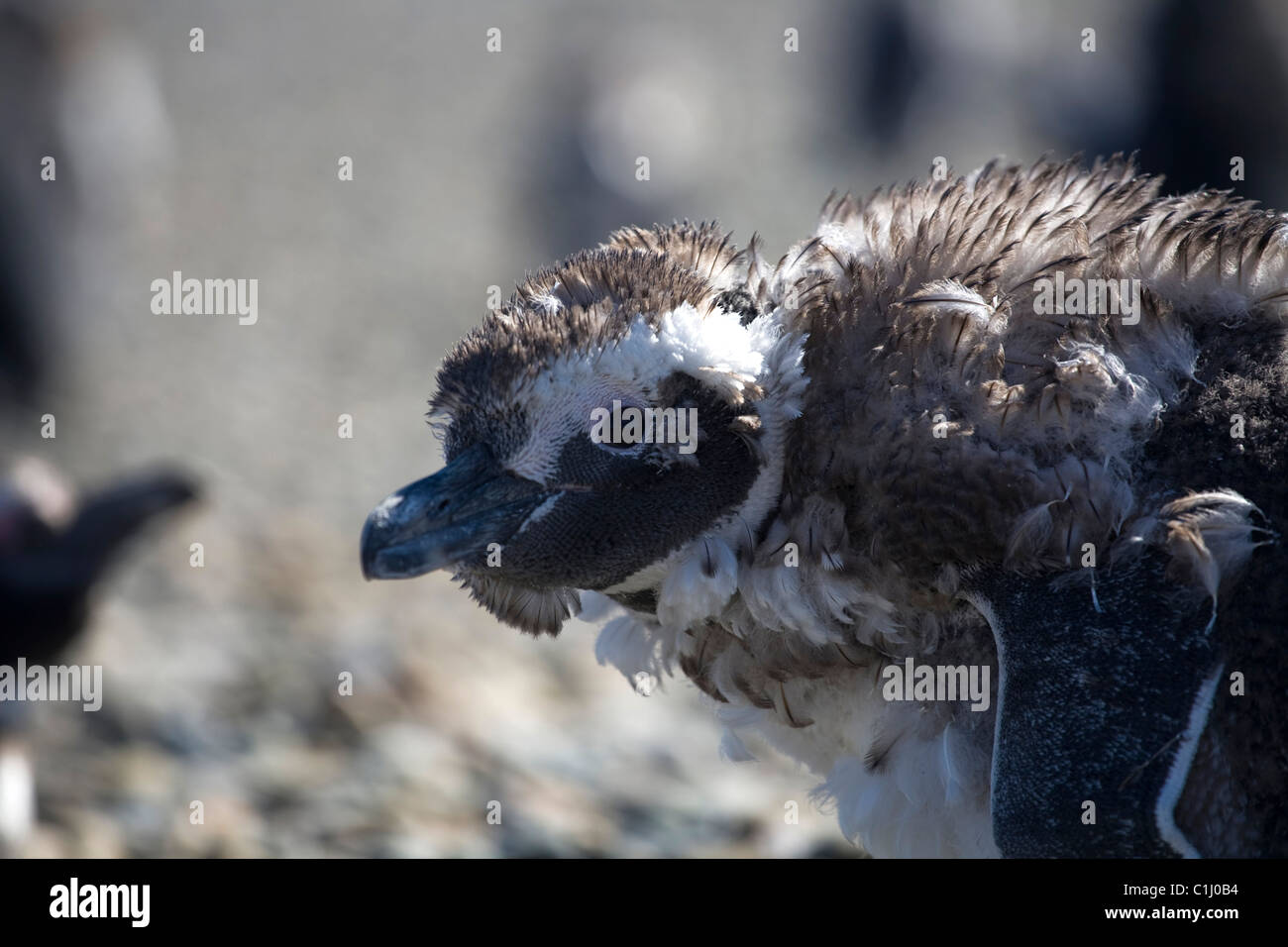 Adolescent penguins hi-res stock photography and images - Alamy