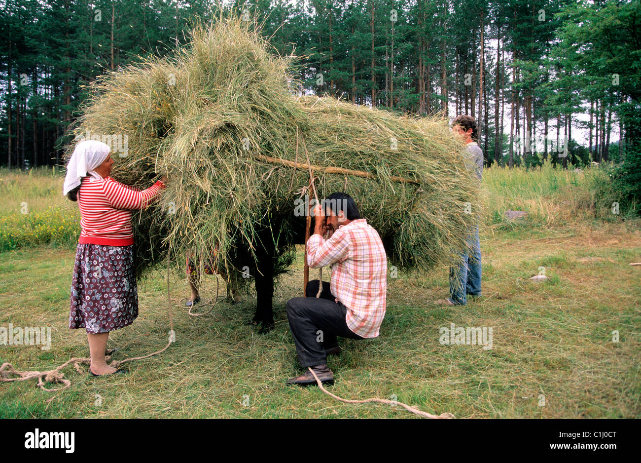 Bulgaria, area of Rodopi (Rhodope) Mountains, rural scene Stock Photo ...