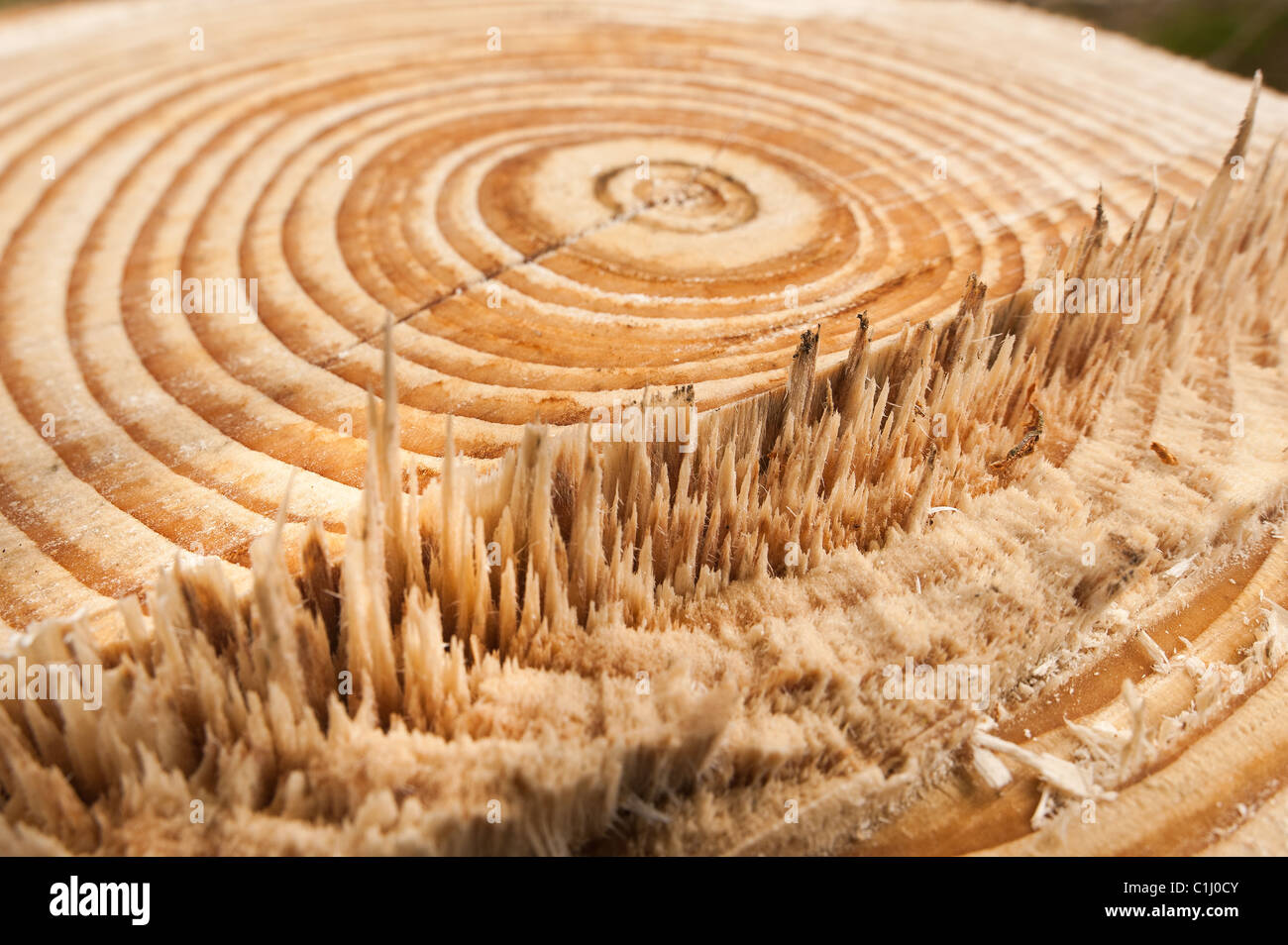 Recently sawn ash tree stumps annual rings growth Stock Photo - Alamy