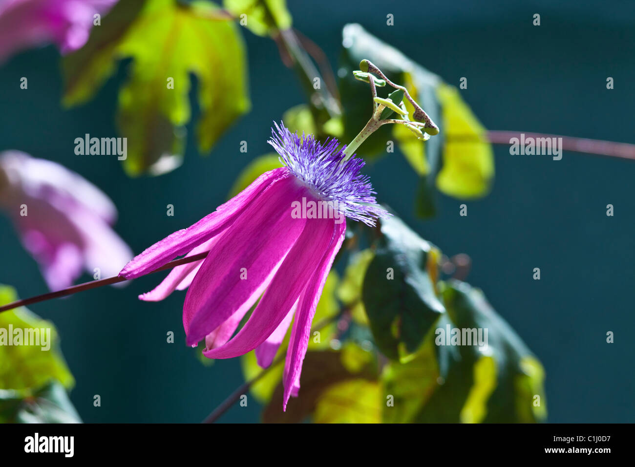Kermesina hi-res stock photography and images - Alamy