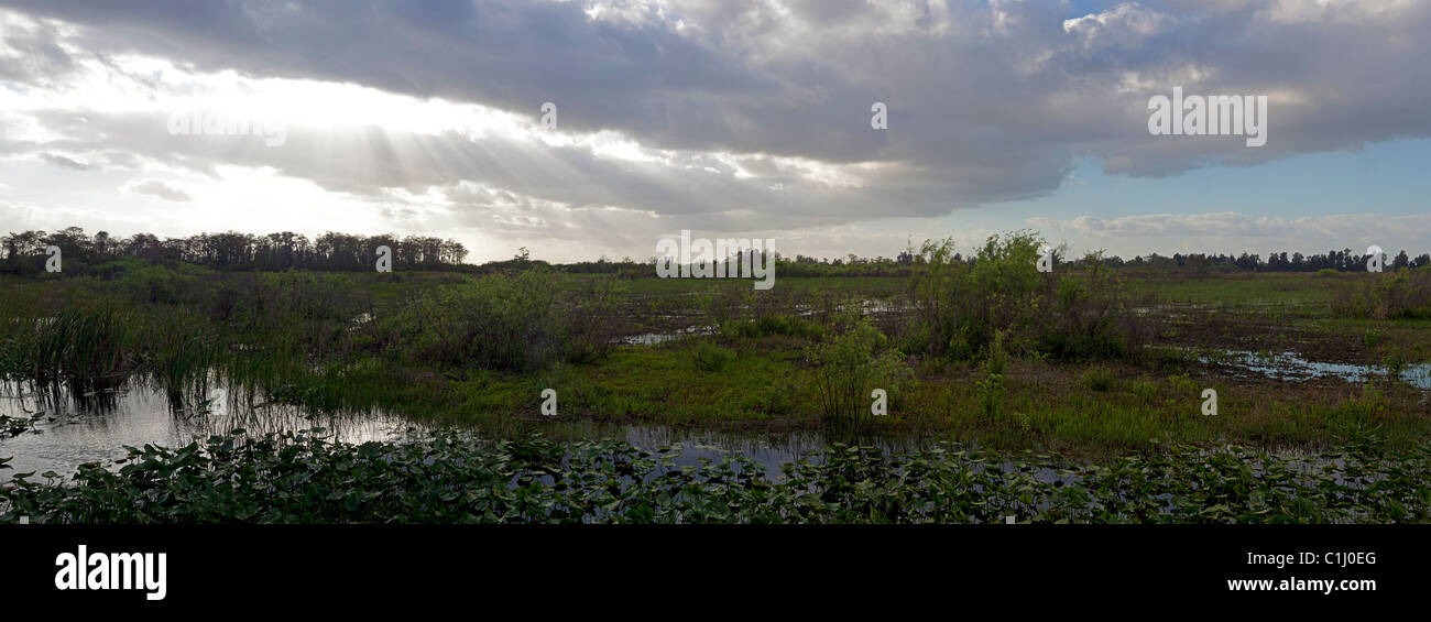 Early morning in Everglades National Park in Florida Stock Photo - Alamy