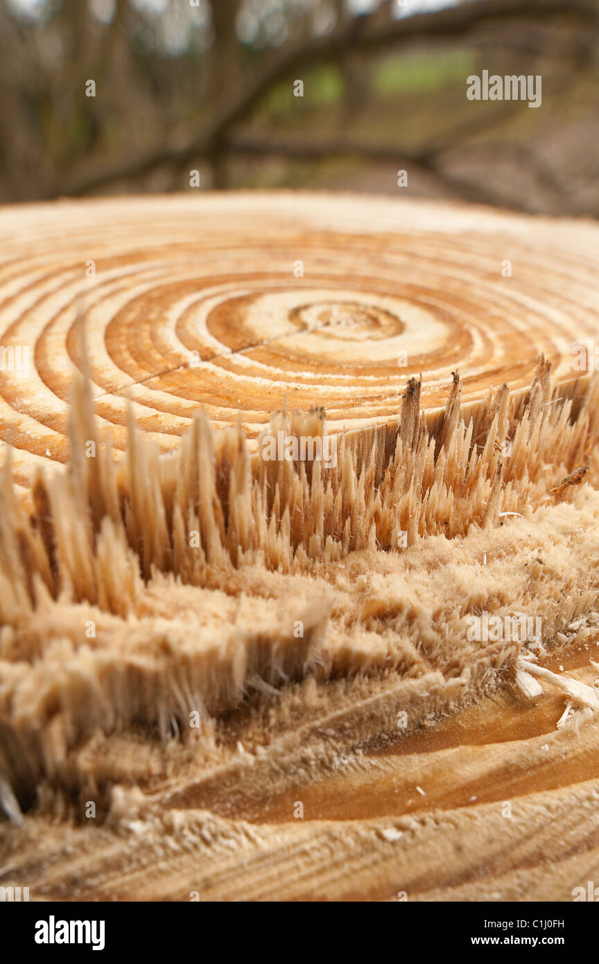 Tree ring analysis hi-res stock photography and images - Alamy