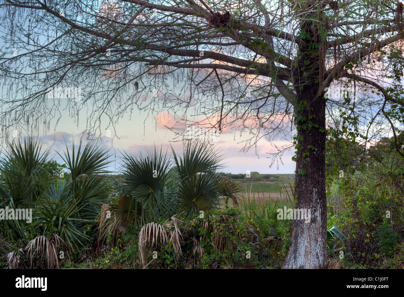 Early morning in Everglades National Park in Florida Stock Photo - Alamy
