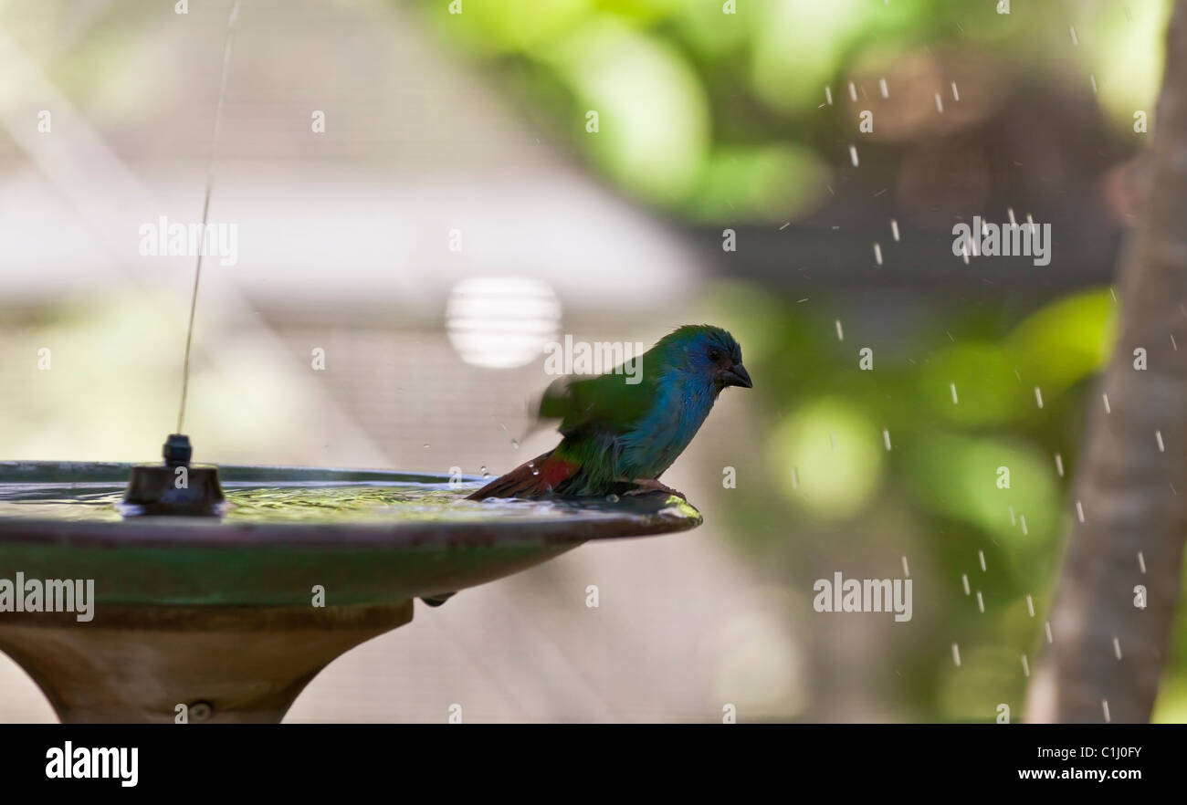 Forbes Parrot Finch at bird bath bathing Stock Photo - Alamy