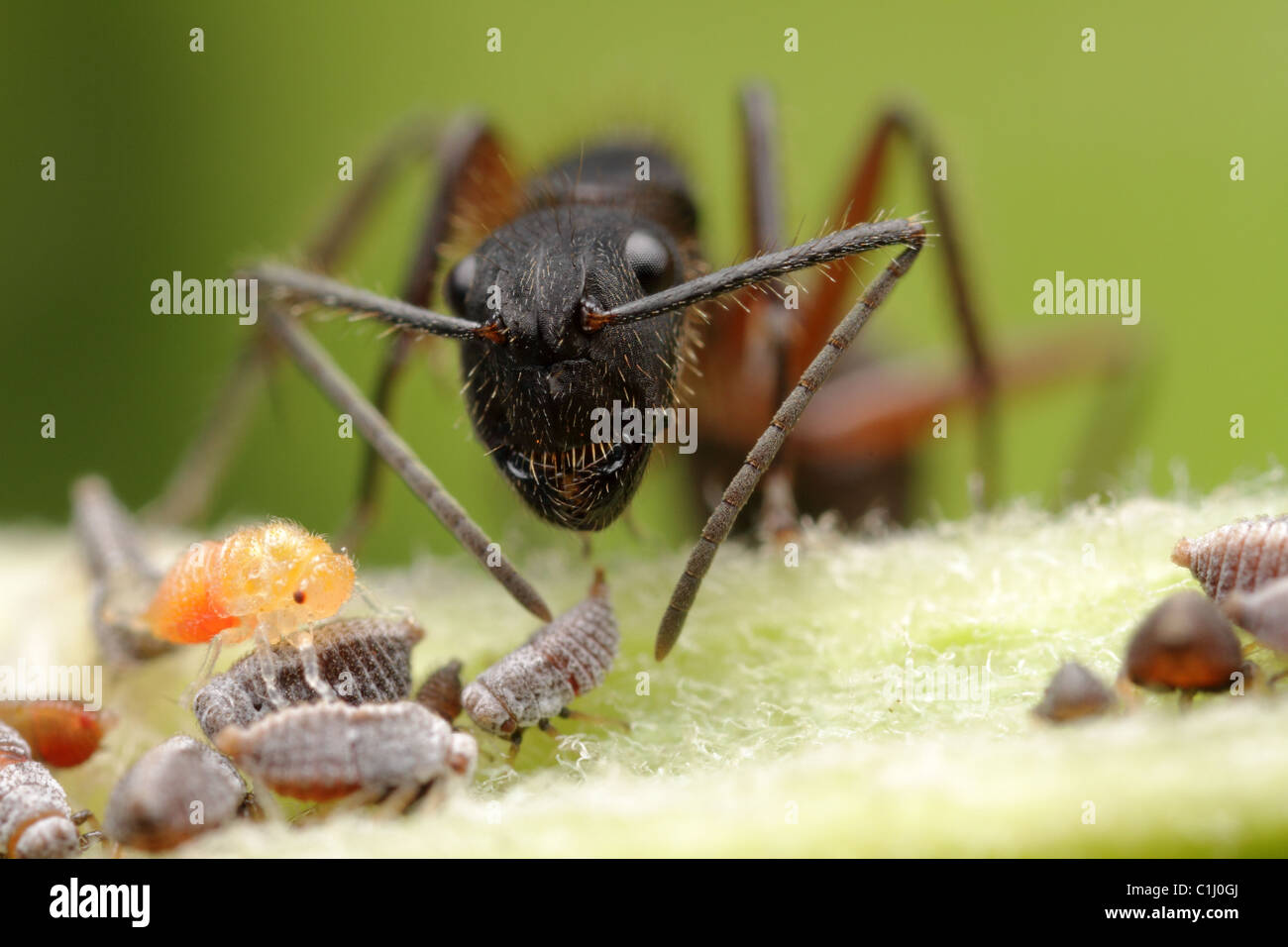 These ants feed on the nymph's honeydew drops, the nymphs get it from ...