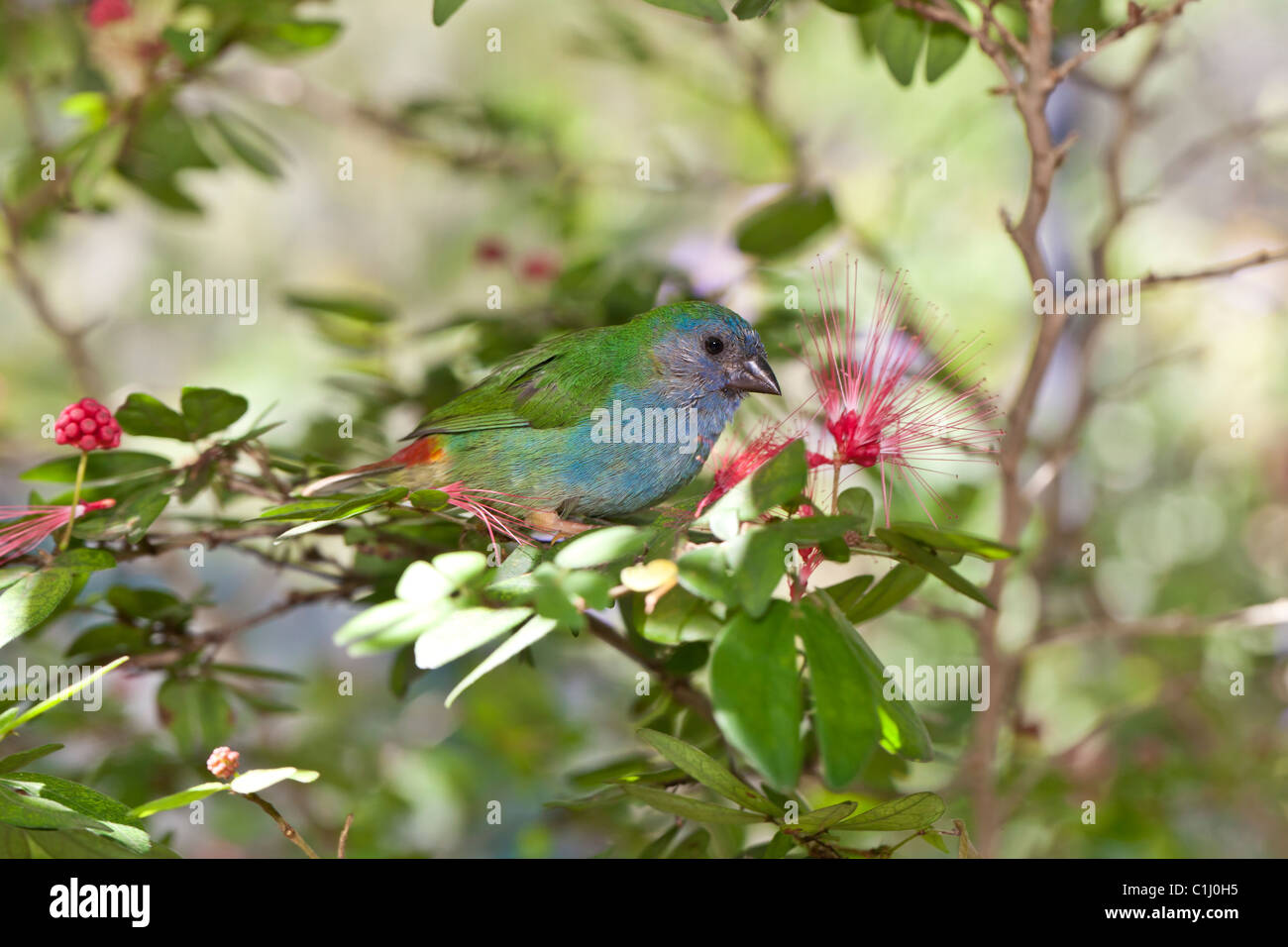 Forbes Parrot Finch feeding on bottle brush tree flowers Stock Photo ...