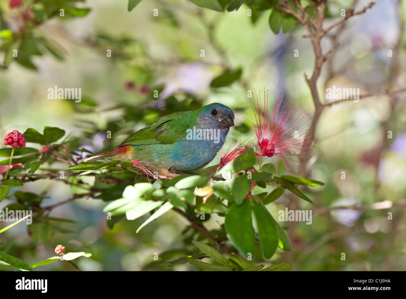 Brush finch hi-res stock photography and images - Alamy