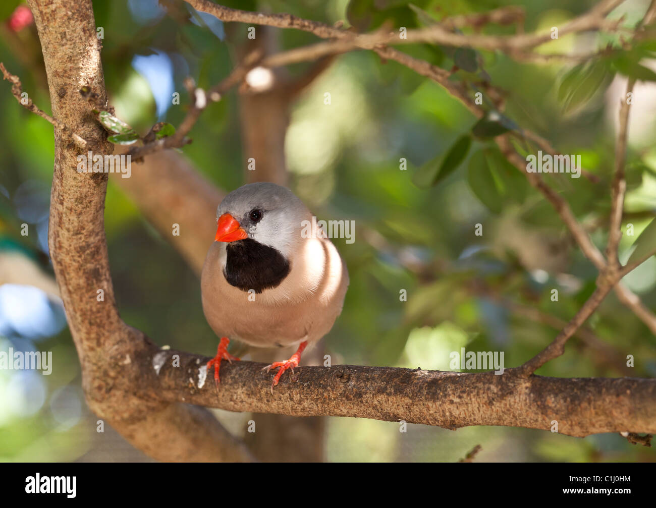 Shaft-tail Finch - Poephila acuticauda perched in tree Stock Photo - Alamy