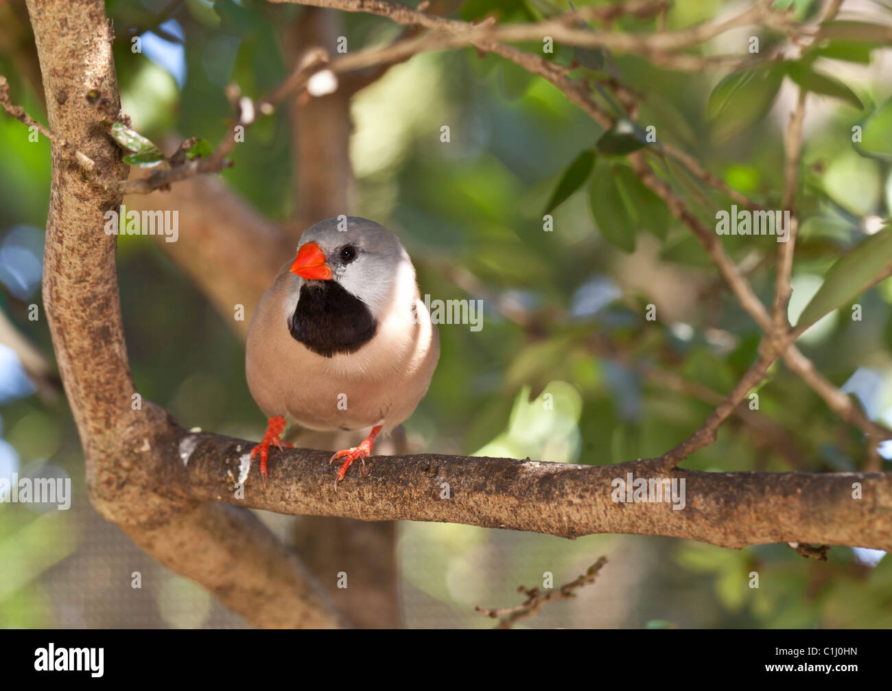 Shaft-tail Finch - Poephila acuticauda perched in tree Stock Photo - Alamy