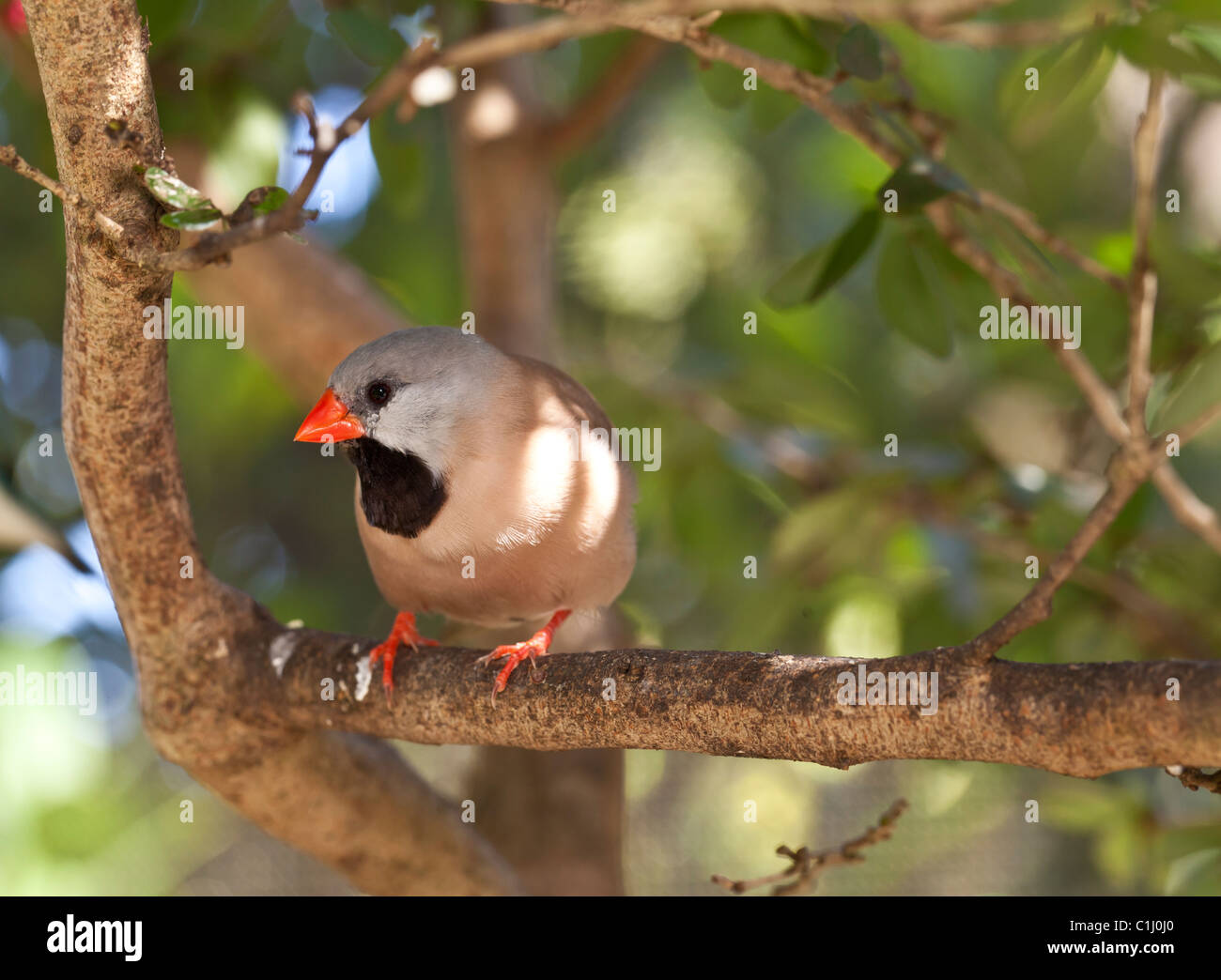 Shaft-tail Finch - Poephila acuticauda perched in tree Stock Photo - Alamy