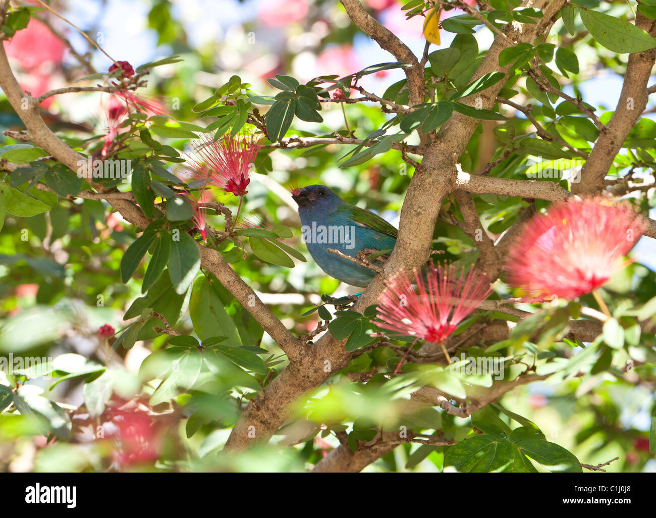Forbes Parrot Finch feeding on bottle brush tree flowers Stock Photo ...