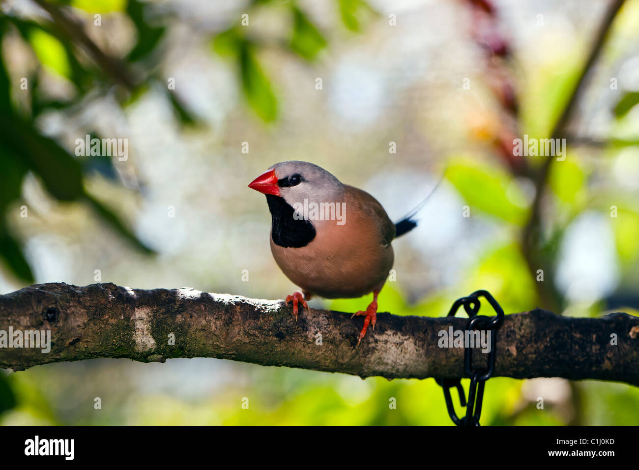 Shaft-tail Finch - Poephila acuticauda perched in tree Stock Photo - Alamy