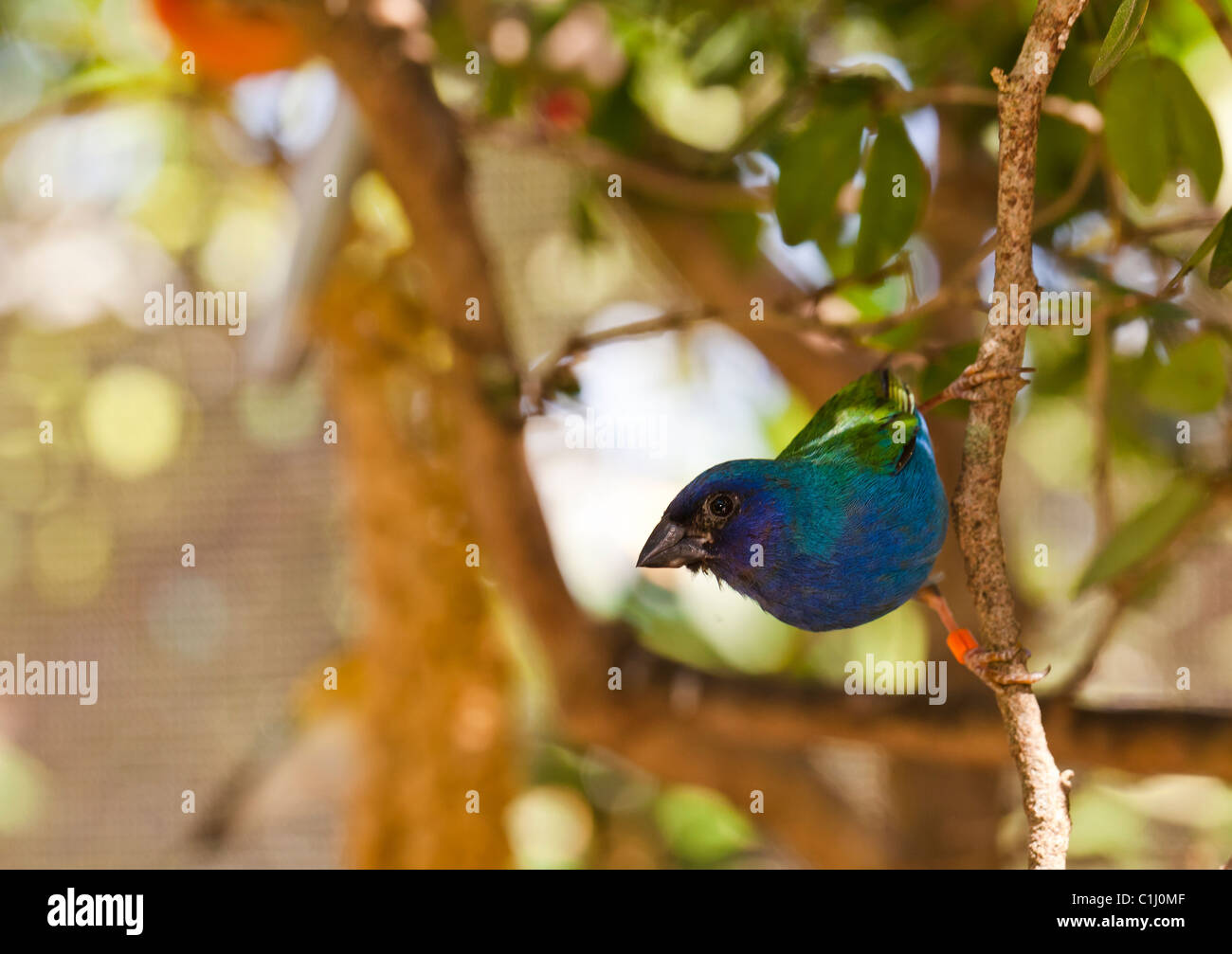 Forbes parrot finch hi-res stock photography and images - Alamy