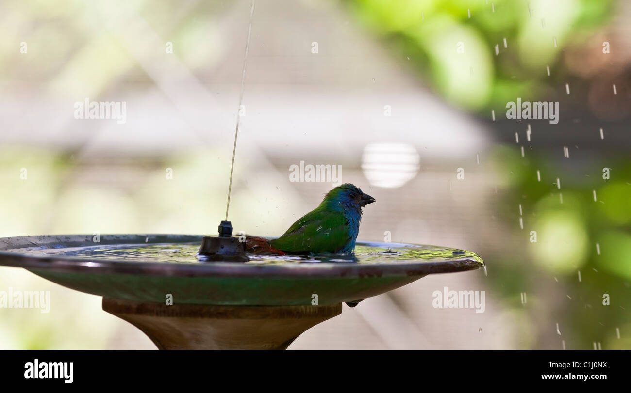 Parrot finch hi-res stock photography and images - Alamy