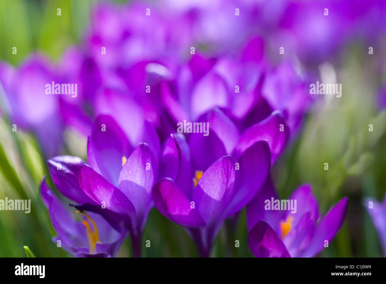 Central park spring colors hi-res stock photography and images - Alamy