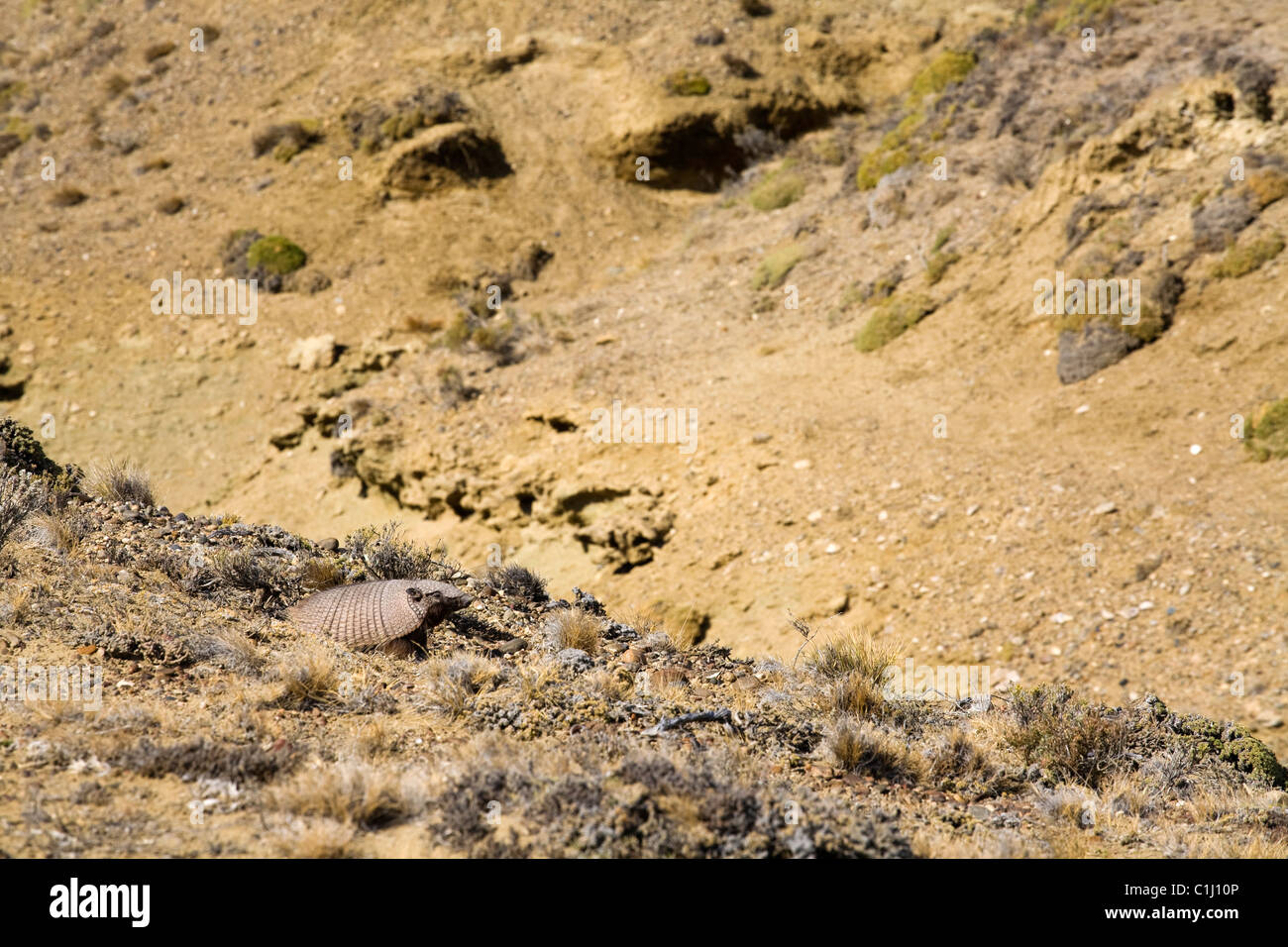 Armadillo at the coast of Puerto San Julian Stock Photo - Alamy