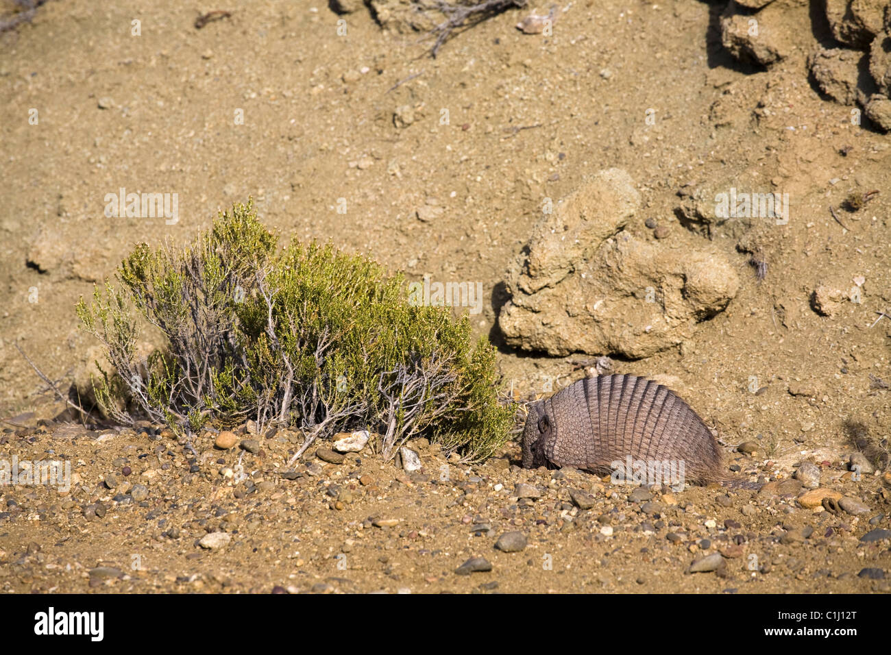 Large hairy armadillo hi-res stock photography and images - Alamy