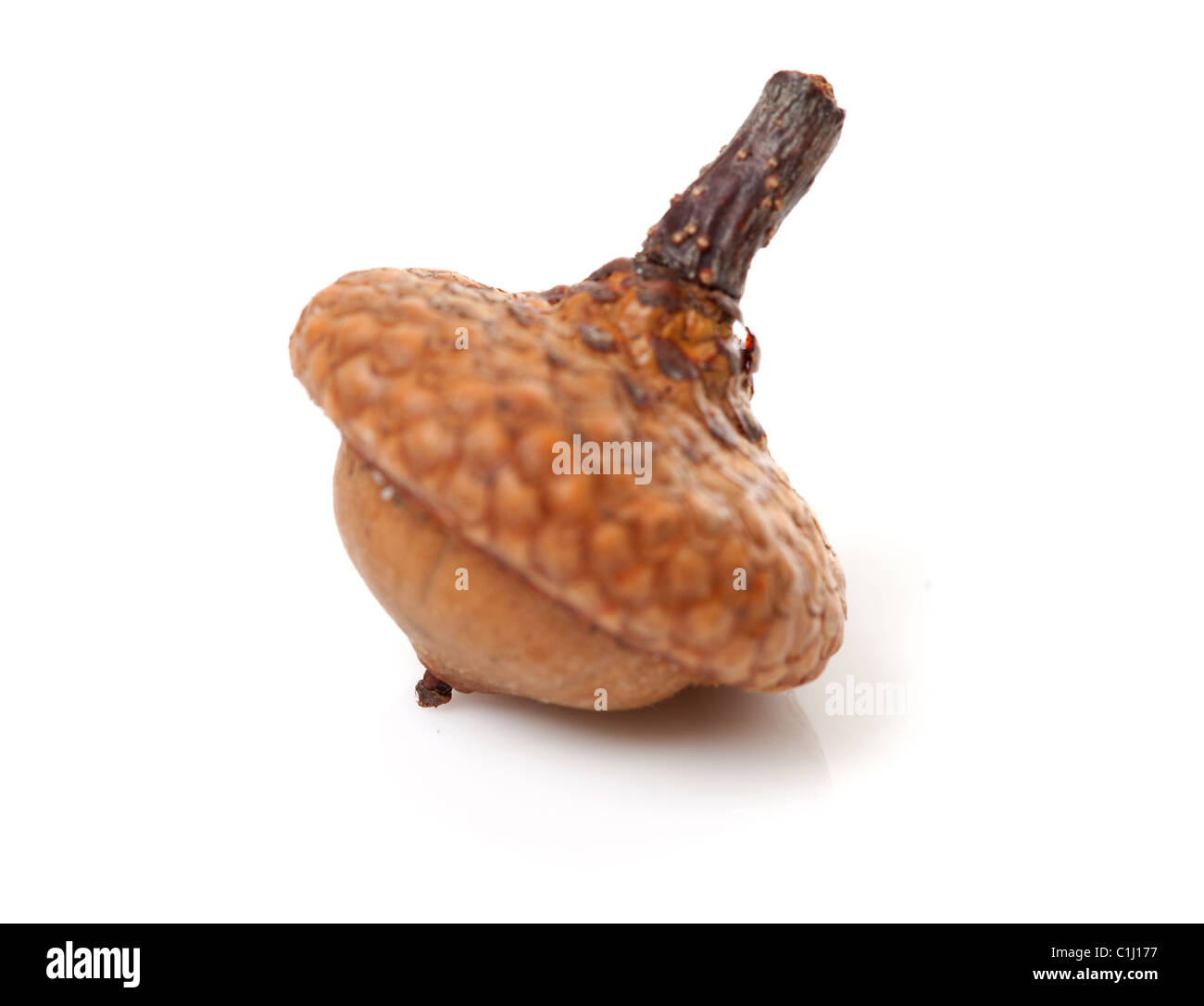 macro of one acorn over white background Stock Photo - Alamy
