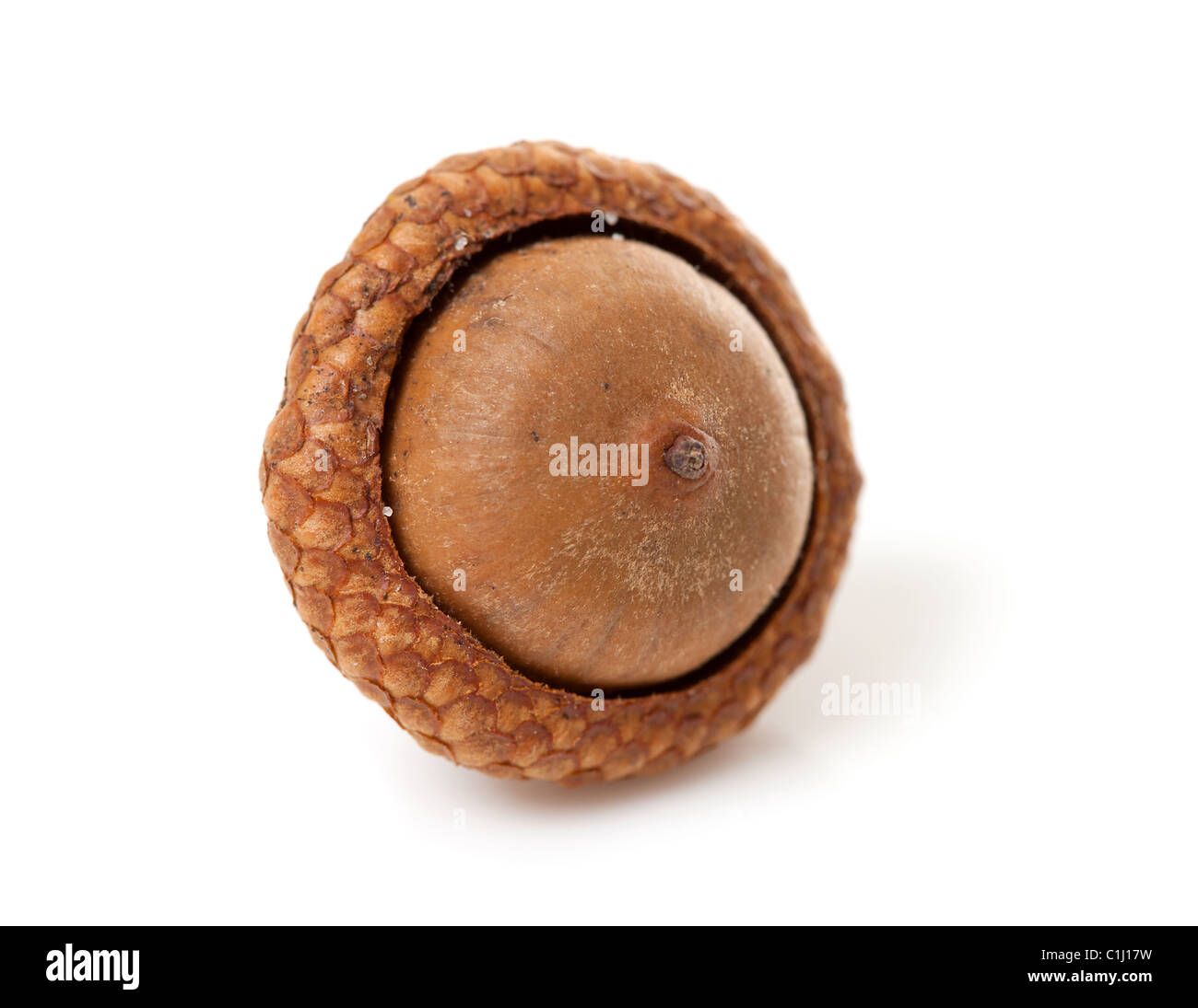 macro of one acorn over white background Stock Photo - Alamy