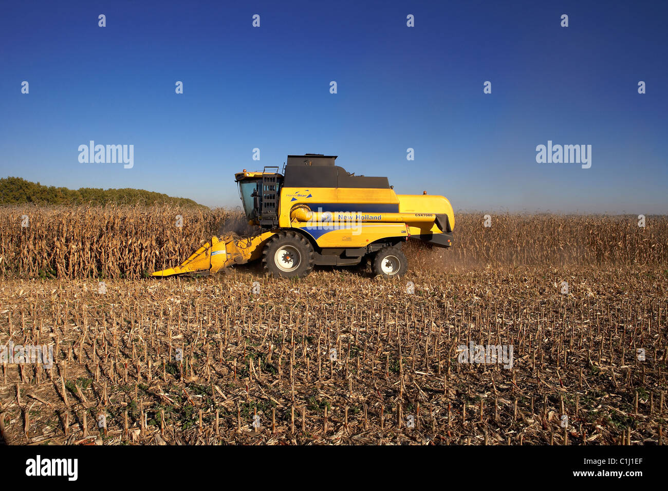 Combine harvester on field of corn Stock Photo - Alamy