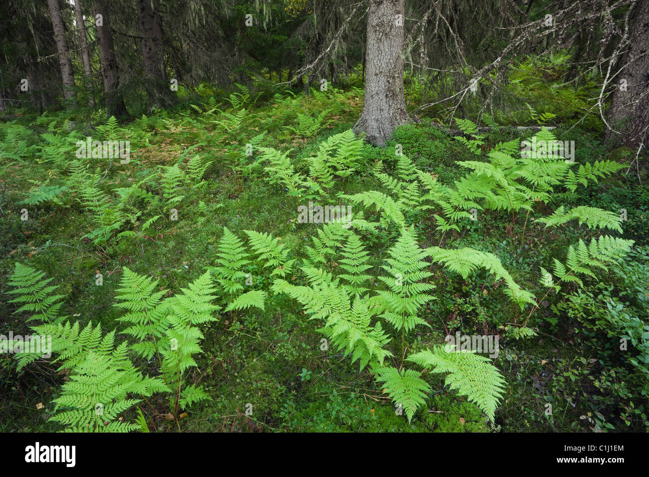 Swedish ferns hi-res stock photography and images - Alamy
