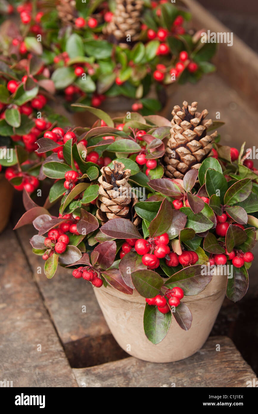 Checkerberry hi-res stock photography and images - Alamy