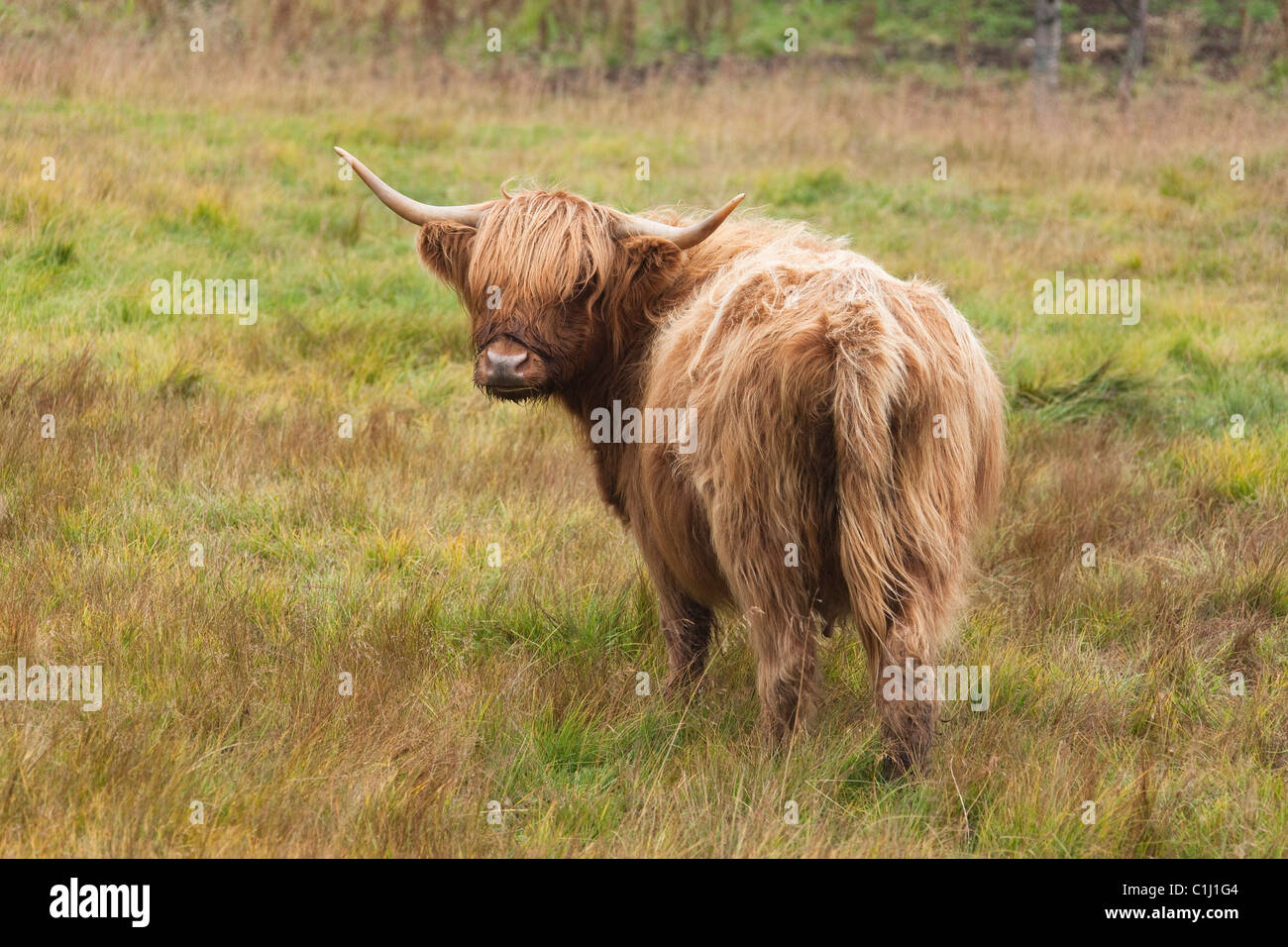 Cattle without horn cattle hi-res stock photography and images - Alamy